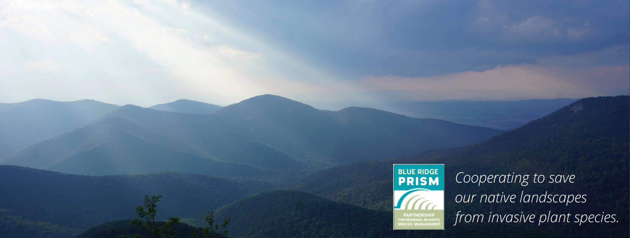 Invasive species Management with Rod Walker of Blue Ridge PRISM ...